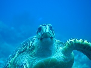 Save the Turtles While on Holiday - Green Atlantis - Atlantis ...